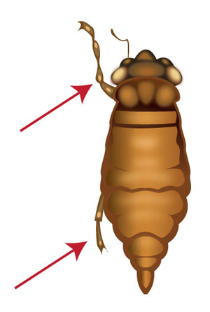 Illustrator Tutorial: Cicada