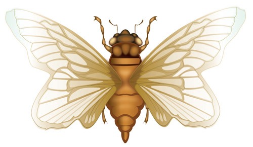 Illustrator Tutorial: Cicada